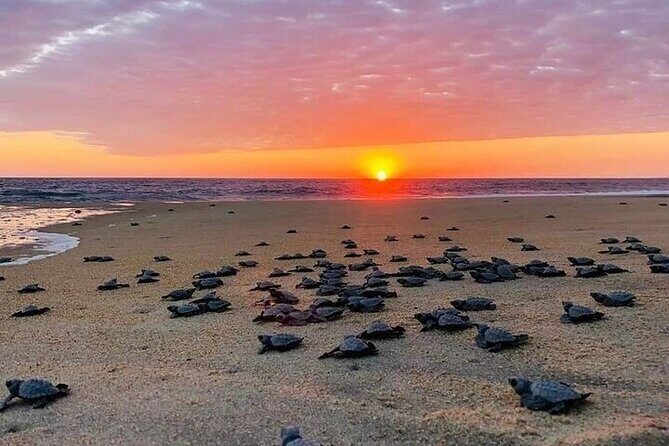 Turtle Release and Bioluminescence - Introducing the Turtle Release and Bioluminescence Tour