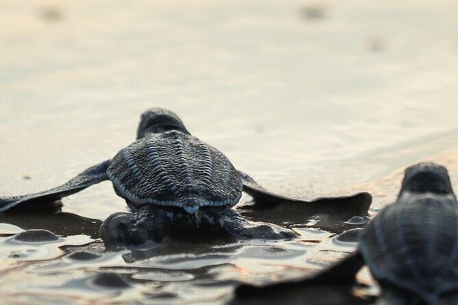 Turtle Release at Escobilla Beach - Introduction: Why Consider the Turtle Release at Escobilla Beach?