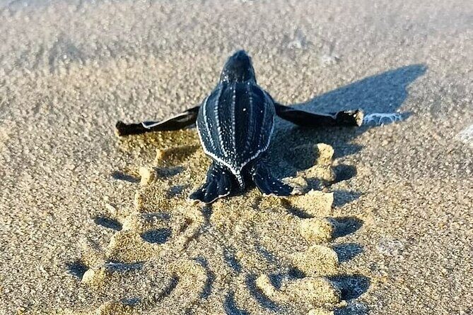 Turtle Release at Escobilla Beach - The Experience’s Pros and Cons