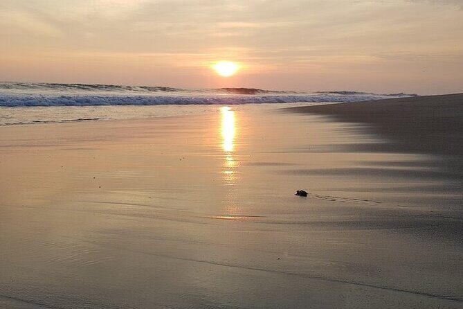 Turtle Release at Escobilla Beach - Who Should Consider This Tour?