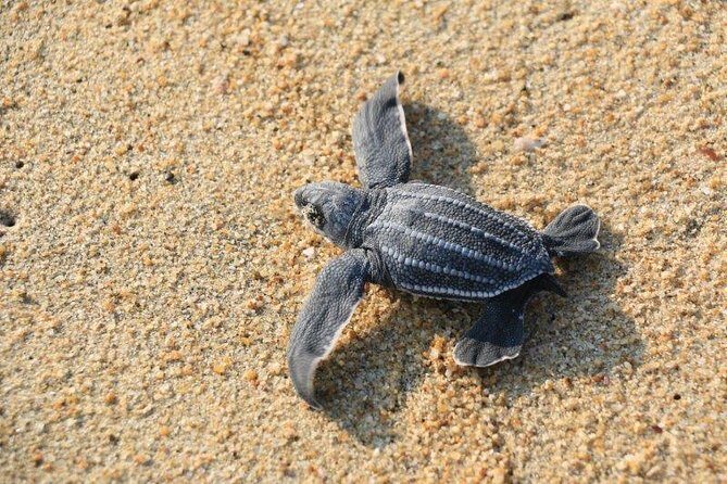 Turtle Release Escobilla Sanctuary and crocs in Ventanilla. - Introduction: What’s This Tour About?