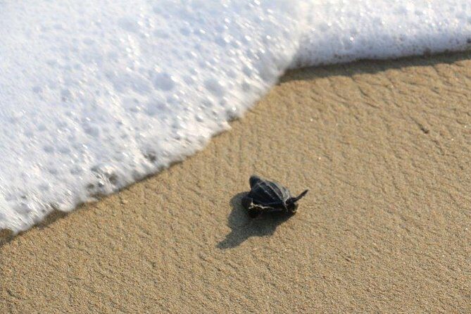 Turtle Release Escobilla Sanctuary and crocs in Ventanilla. - FAQ