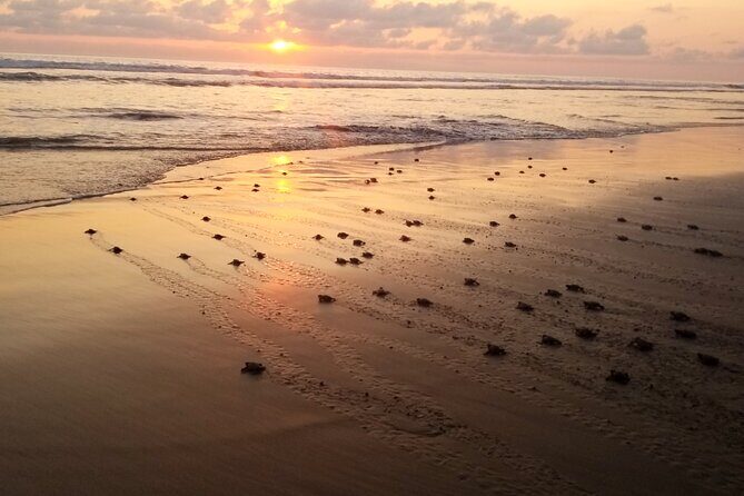 Turtle Release Playa Blanca - Why This Tour Offers Real Value