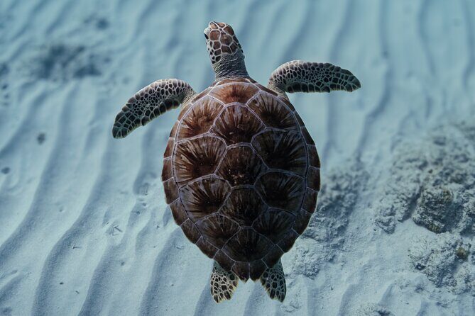 Turtle Snorkeling Aruba: Private Tour with Video - Key Points