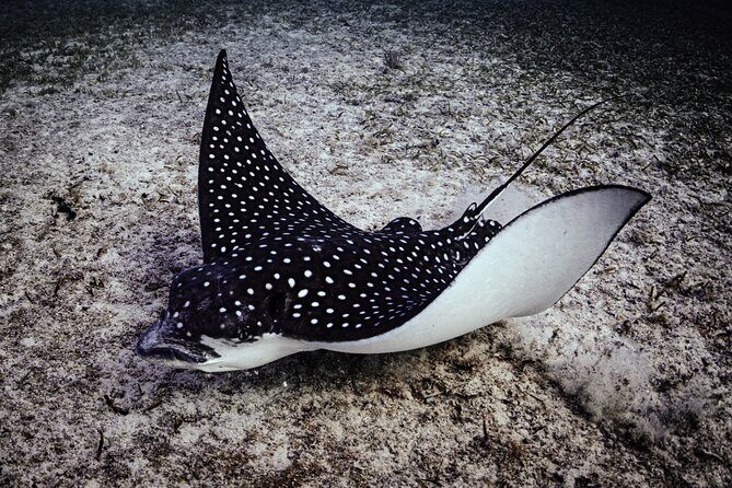 Turtle Snorkeling Aruba: Private Tour with Video - The Itinerary: What to Expect from Start to Finish