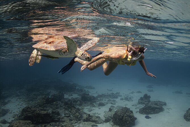 Turtle Snorkeling Aruba: Private Tour with Video - The Practical Details: What You Need to Know
