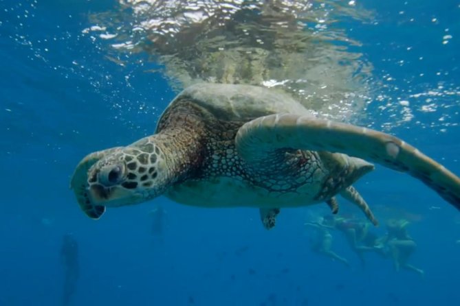 Turtle Snorkeling Boat Tour and Adventure in Waikiki - Pricing and Value