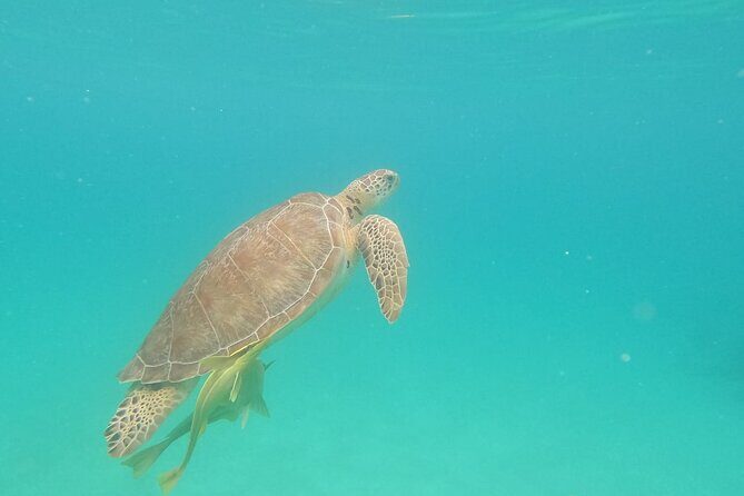 Turtle Snorkeling in Akumal - FAQs