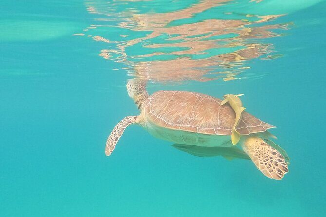 Turtle Snorkeling in Akumal - Final Thoughts