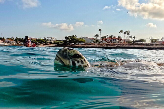 Turtle Snorkeling Tour in Tres Trapi, Aruba - Key Points