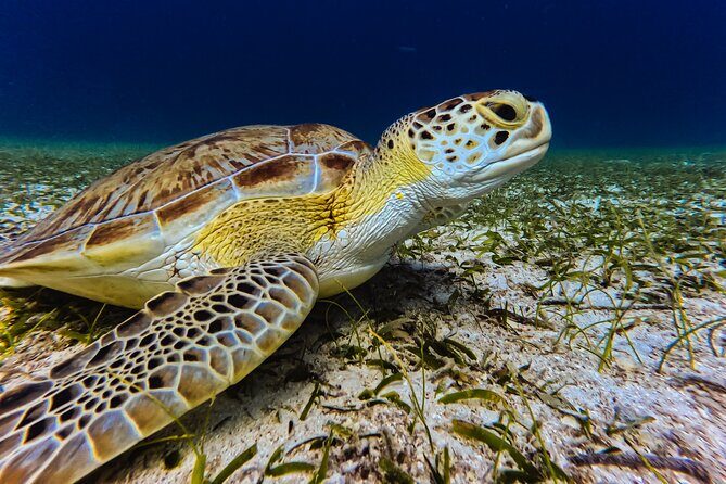 Turtle Snorkeling Tour in Tres Trapi, Aruba - Who This Tour is Perfect For