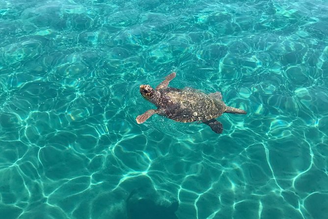 Turtle Spotting Cruise in Zakynthos - Frequently Asked Questions