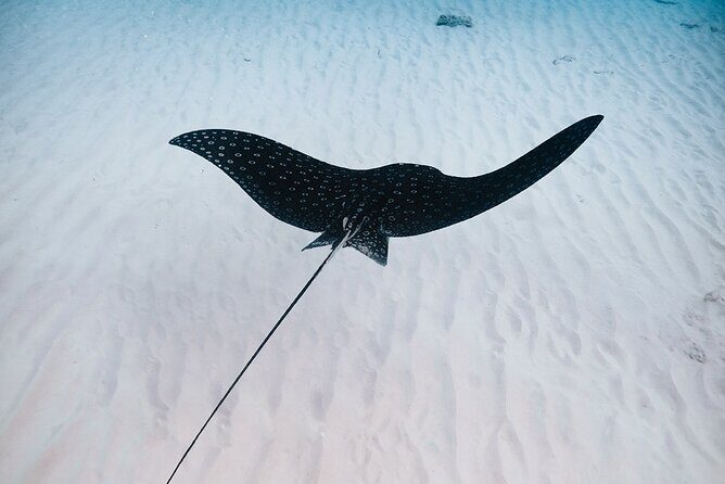 Turtle Spotting Snorkel Malmok And Tres Trapi - Who Would Enjoy This Tour?