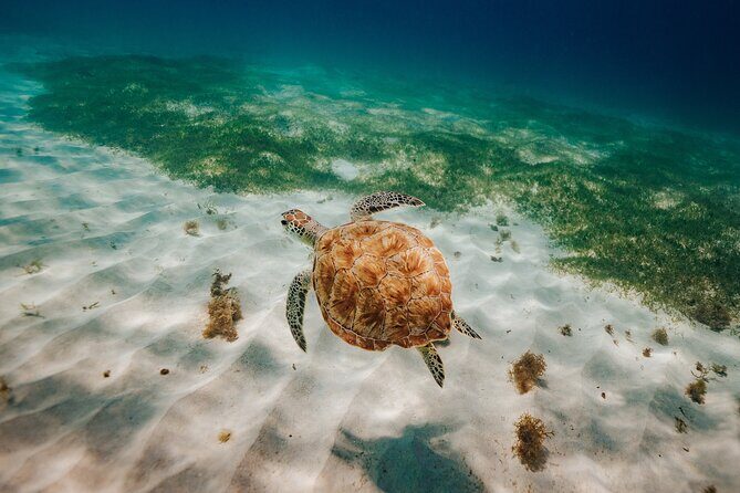 Turtle Spotting Snorkel Malmok And Tres Trapi - The Sum Up