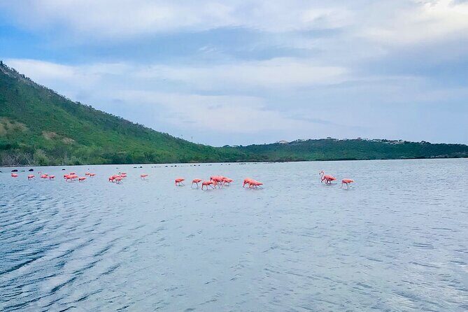 Turtle Swim at TurtleBay visit Flamingos & KnipBeach Safari Truck - A Closer Look at the Tour Experience