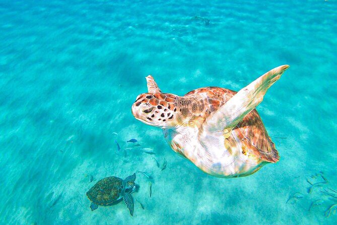 Turtle Swim at TurtleBay visit Flamingos & KnipBeach Safari Truck - The Sum Up