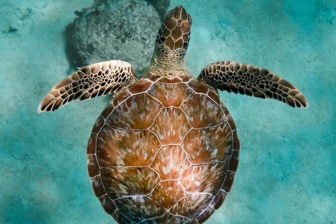Turtle Swim, Lunch and Underground Cenote Private Tour - Introduction: A Thoughtful Mix of Nature and Culture