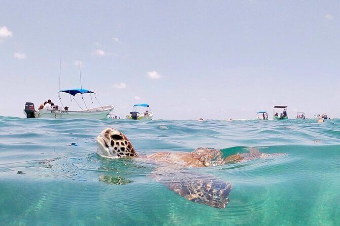Turtle Swim, Lunch and Underground Cenote Private Tour - How the Tour Works: Timing and Logistics