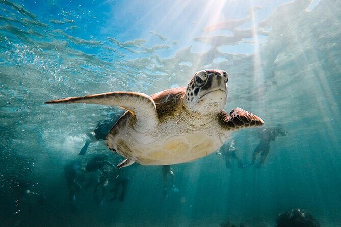 Turtle Swim, Lunch and Underground Cenote Private Tour - The Value of a Private Tour