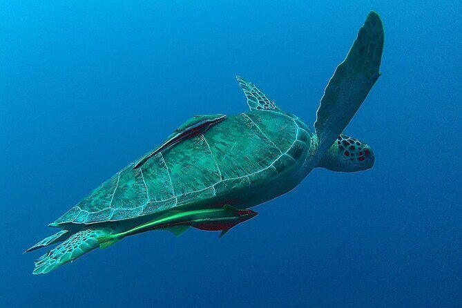 Turtle Swim, Lunch and Underground Cenote Private Tour - Who Is This Tour Best Suited For?