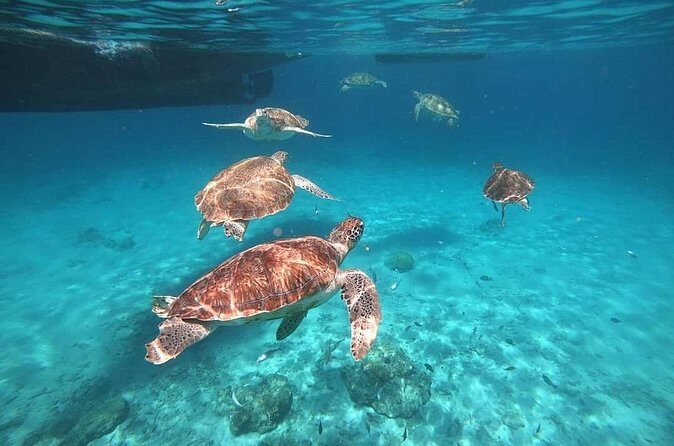 Turtle Swim, Shete Boka & Kenepa Beach Adventure in Curaçao - Frequently Asked Questions