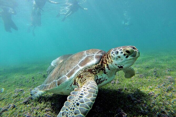 Turtle Swim & Tulum Ruins! Round Transportation from Playa del Carmen - Deep Dive into the Experience