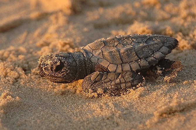 Turtle Tour Near Samara Beach - Witnessing Nesting and Hatching Turtles