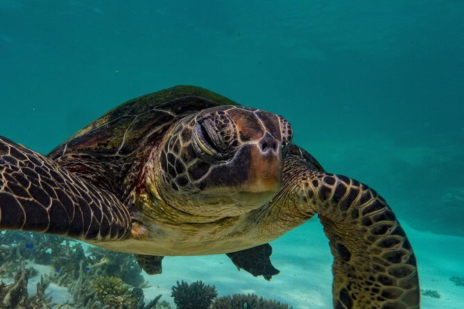 Turtle Tour - Ningaloo Reef Half Day Sea Kayak and Snorkel Tour - FAQ
