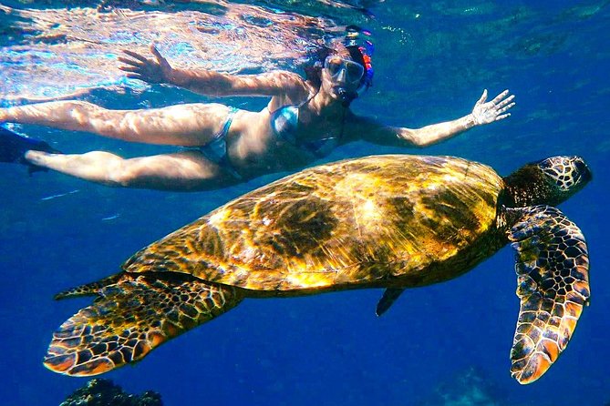 Turtle Town Clear Kayak & Snorkel Tour (10:30am-1pm) - Introduction: A Closer Look at the Turtle Town Clear Kayak & Snorkel Tour