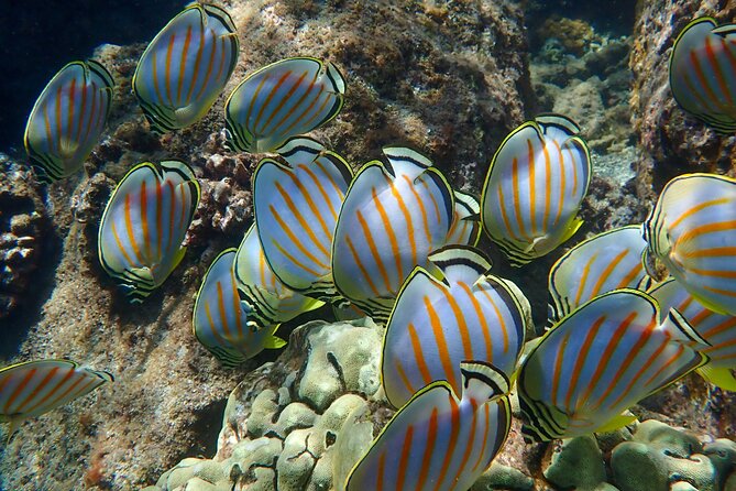 Turtle Town Clear Kayak & Snorkel Tour (10:30am-1pm) - Exploring Maui’s Marine Playground: What the Tour Offers