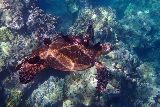 Turtle Town Clear Kayak & Snorkel Tour (10:30am-1pm) - FAQ: Your Questions About the Turtle Town Kayak & Snorkel Tour