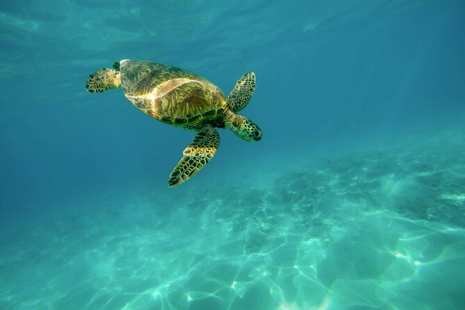 Turtle Town Snorkel with Photo and Video - Key Points