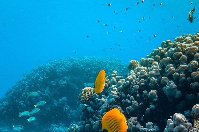 Turtle Town Snorkel with Photo and Video - Final Thoughts: Who Should Sign Up?