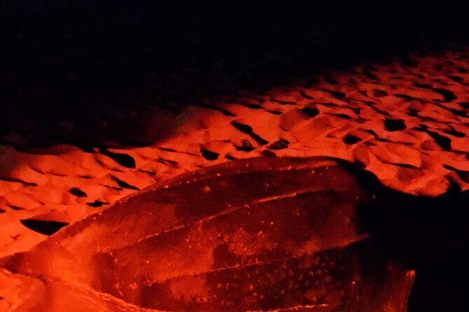 Turtle Watching - Analyzing the Experience: What Travelers Say