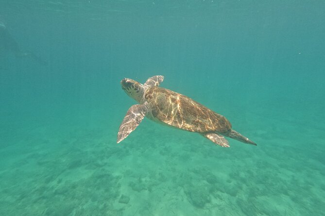 Turtle Watching in Cyprus - Key Points