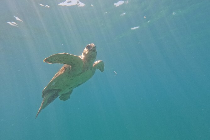 Turtle Watching in Cyprus - Highlights of the Experience