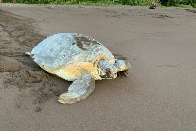 Turtle Watching in Their Natural Habitat in Tortuguero - Key Points