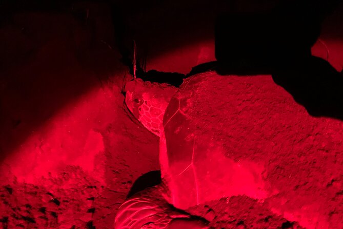 Turtle Watching in Their Natural Habitat in Tortuguero - Responsible Turtle Watching Practices