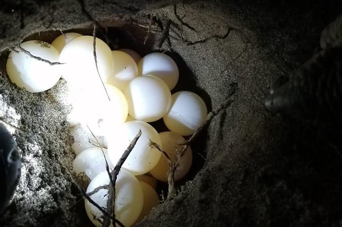 Turtle Watching Tour - Key Points