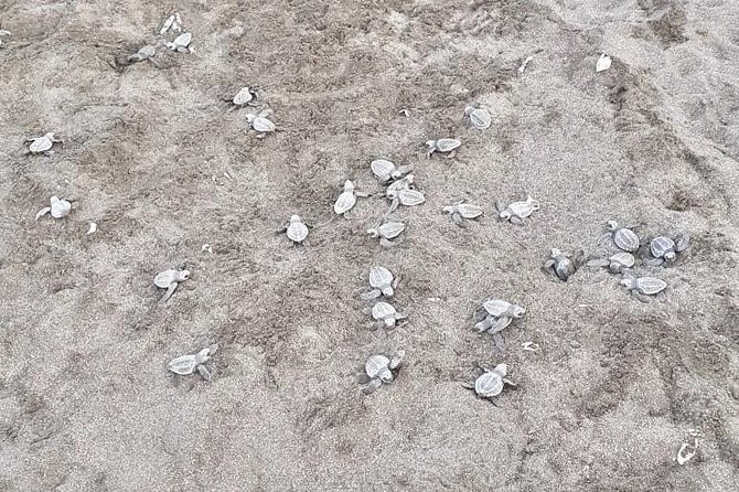 Turtle Watching Tour - Operational Challenges and Recommendations