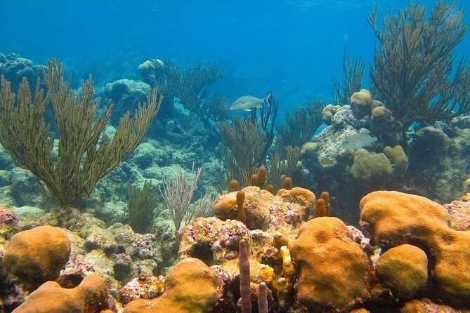 Turtles and Cenote from Riviera Maya - FAQs