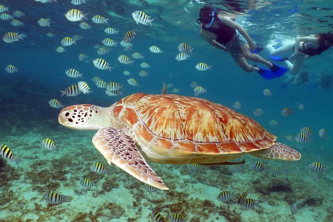 Turtles and Cenote snorkeling activity from Riviera Maya - The Itinerary: What You Can Expect