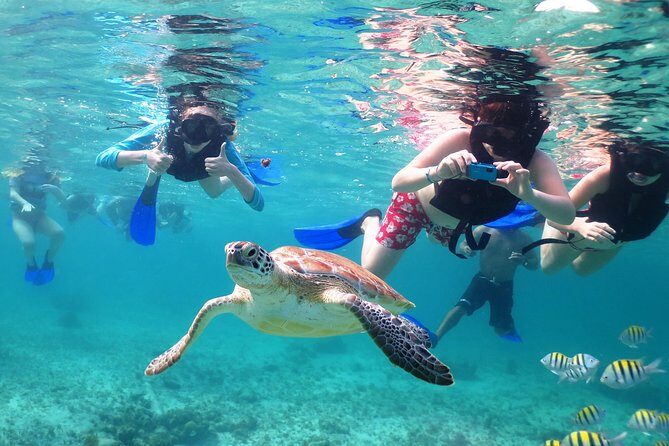 Turtles and Cenote snorkeling activity from Riviera Maya - The Reality: Pros and Cons Based on Experience