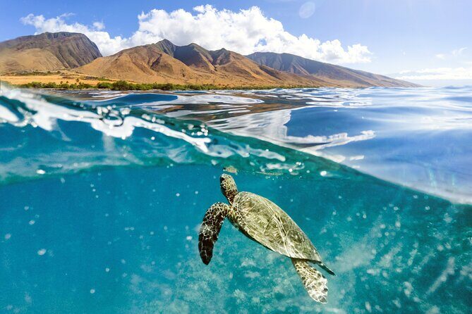 Turtles & Tacos Luxury Catamaran Snorkel - What Makes This Tour Stand Out?