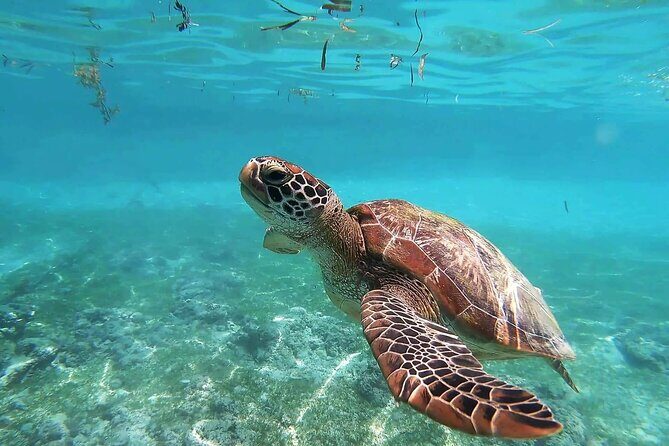 Turtles & Tulum Ruins! Round Transportation from Tulum City - Snorkeling with Turtles: Authentic Encounters