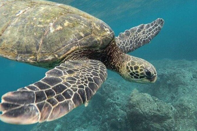 Turtles & Tulum Ruins! Round Transportation from Tulum City - Final Thoughts on the Experience