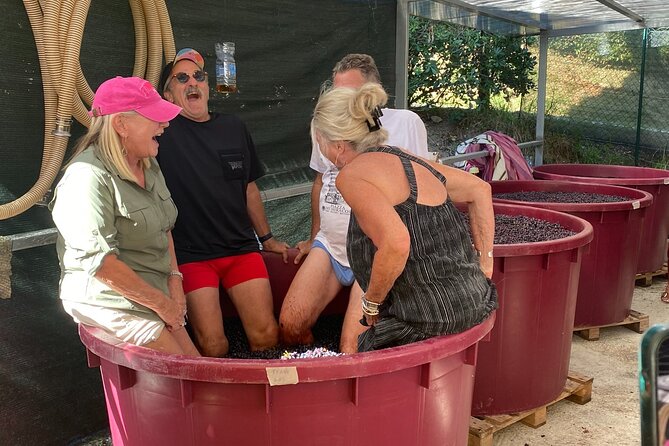 Tuscan Wine Tour in Pisa by van - The Itinerary: What to Expect from This Tuscany Wine Tour