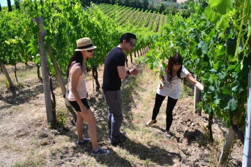 Tuscany: Chianti & San Gimignano Wine Tour from Florence - Key Points