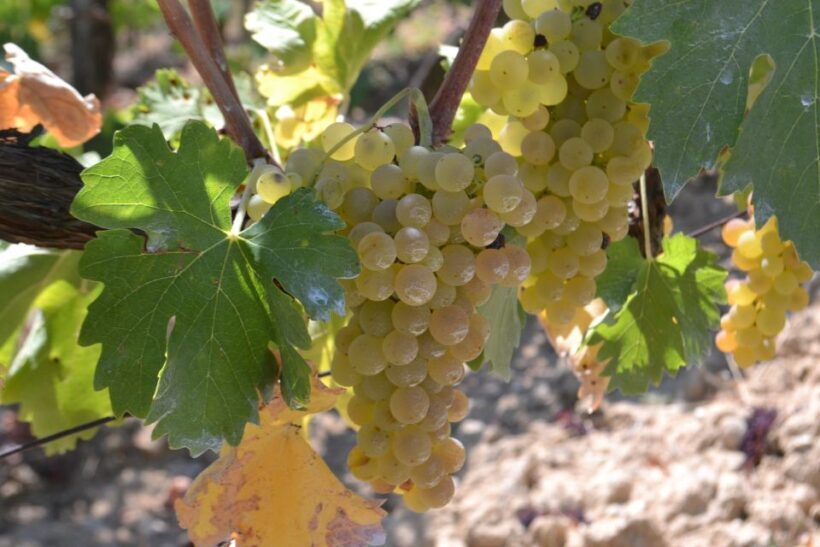 Tuscany: Chianti & San Gimignano Wine Tour from Florence - The Sum Up