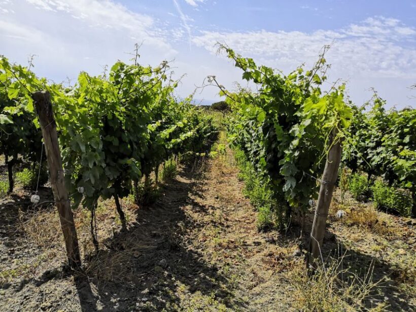 Tuscany: Ripalte Design Winery Wine and Cheese Tasting Tour - Real Traveler Feedback